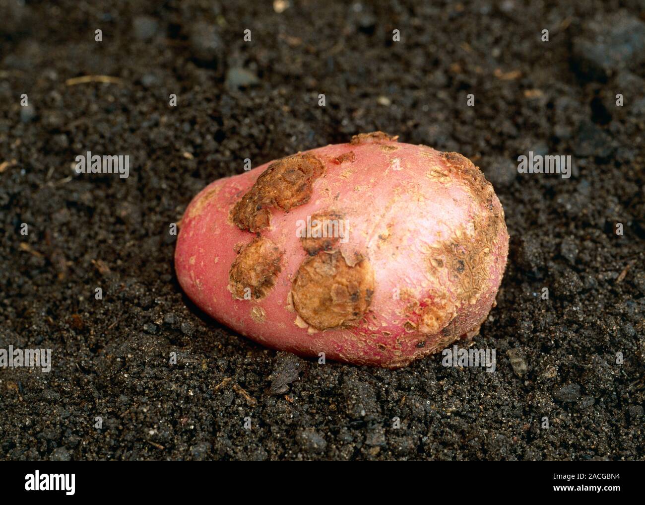 Potato scab (Streptomyces scabies) on a single potato Stock Photo - Alamy