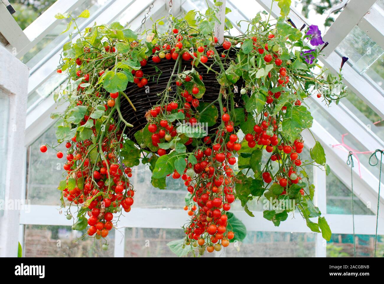 Trailing dwarf tomatoes (Lycopersicon esculentum 'Hundreds and ...