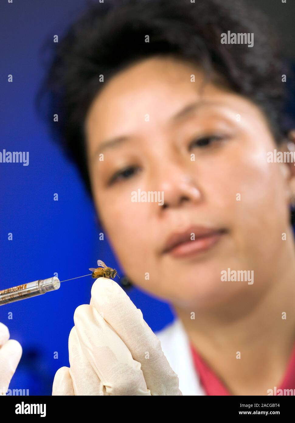 Bee virus research. Entomologist injecting a healthy bee (superfamily ...