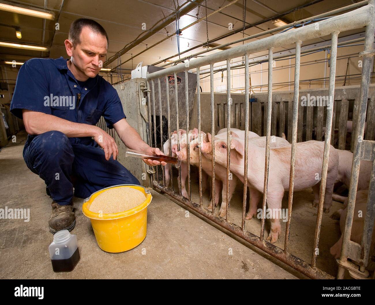 Pig food research. Animal nutritionist adding crude glycerin (the dark liquid) to pig feed for ...