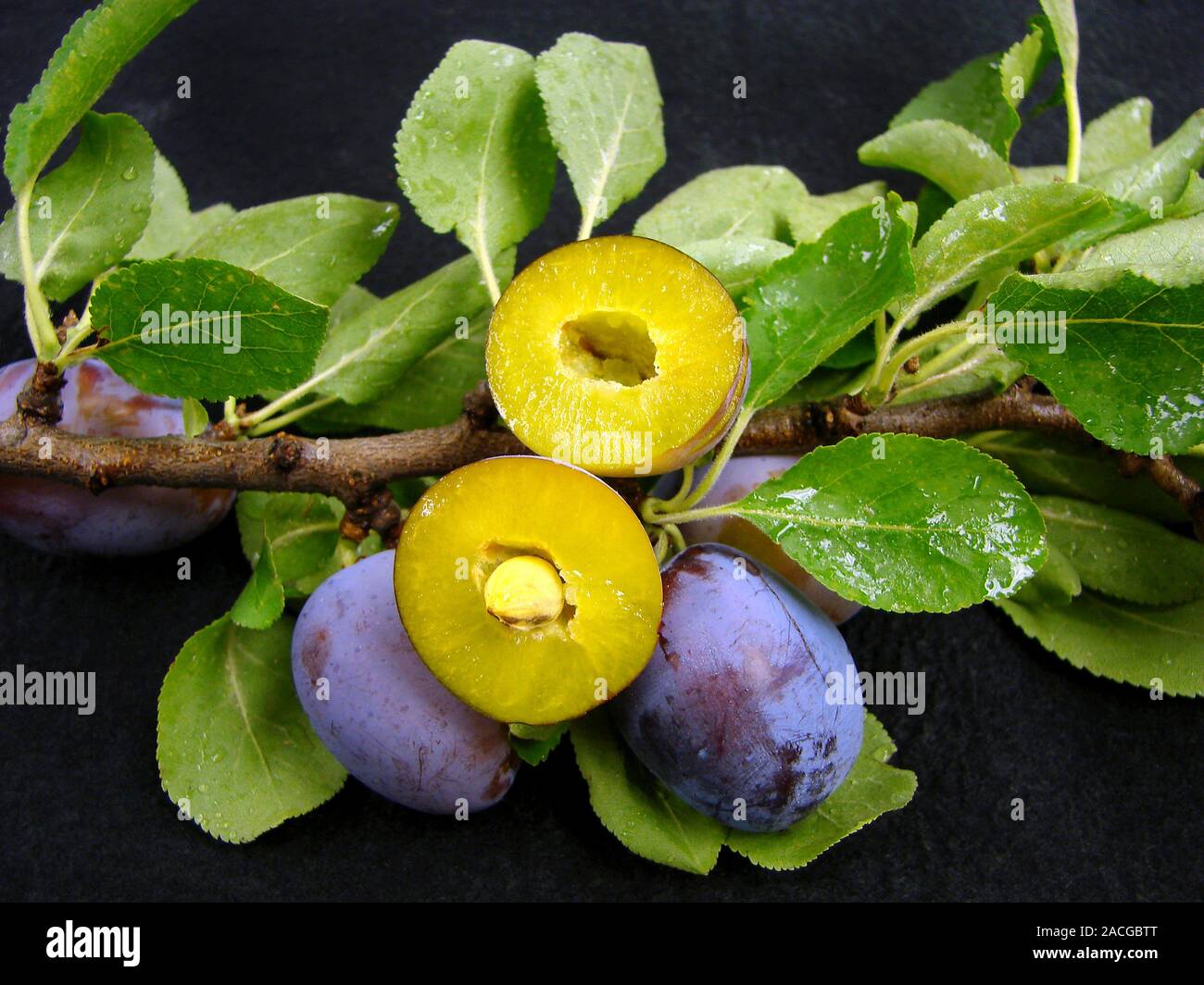 Stoneless plums. Ripe stoneless plum fruit on a tree, cut open to show ...