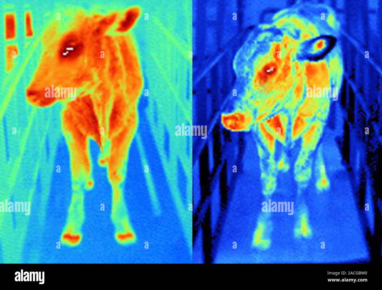 Healthy and infected cows. Thermogram (infrared) images of a cow ...