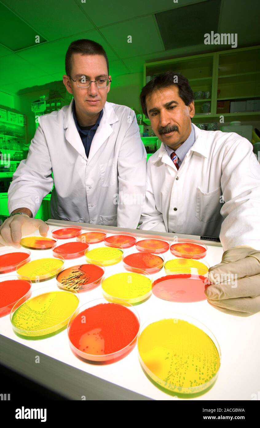 Microbiology research. Microbiologists examining petri dishes for the ...