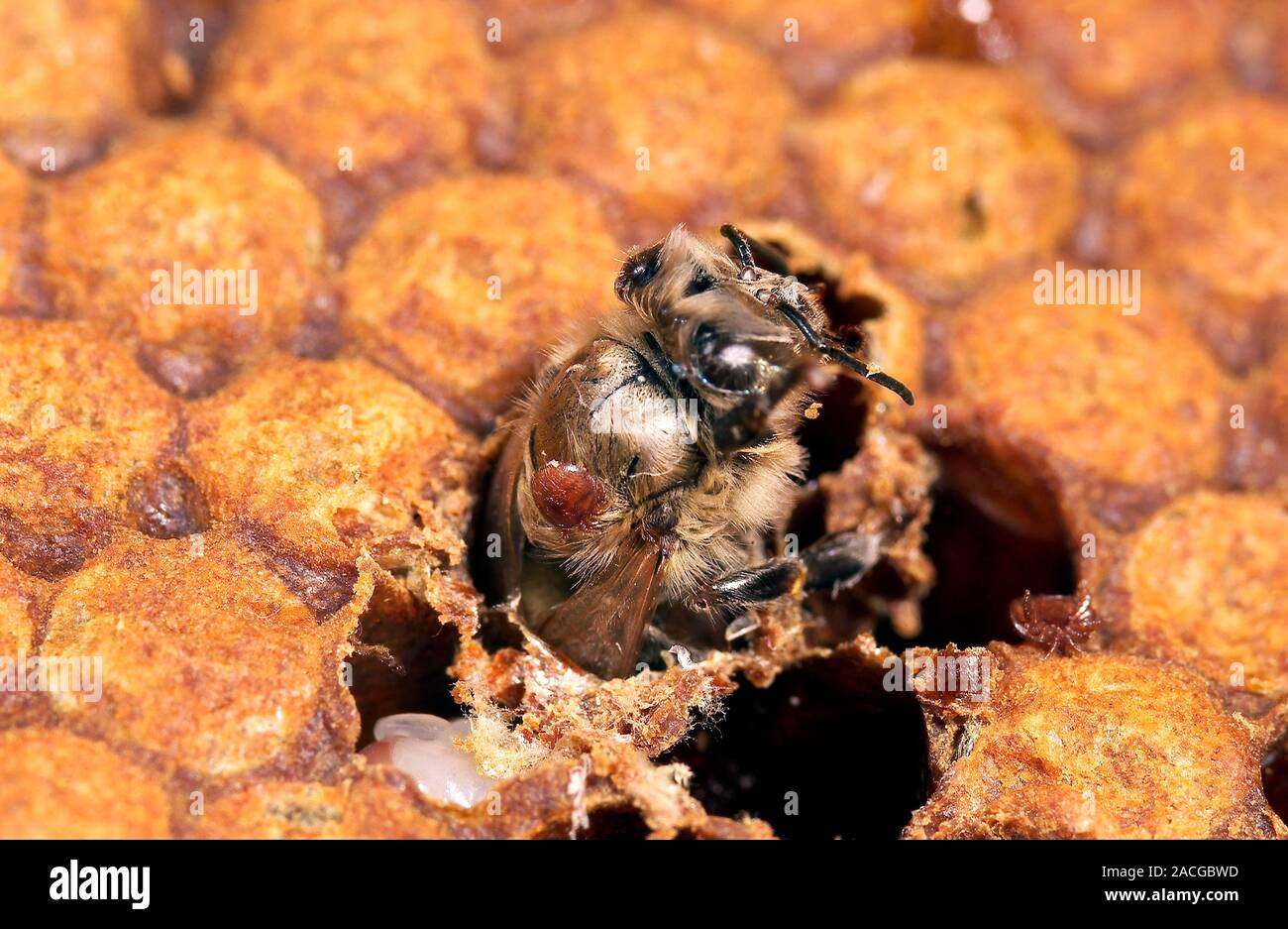 Mite-infected bee. Young worker bee (superfamily Apoidea) emerging from ...
