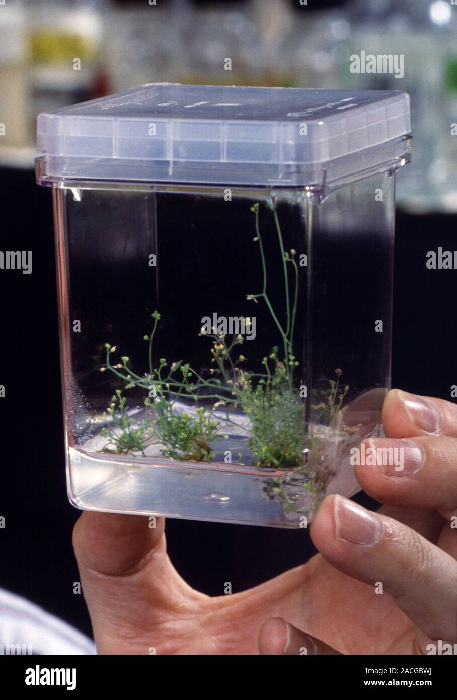 Arabidopsis thaliana culture. Researcher's hand holding up a jar ...