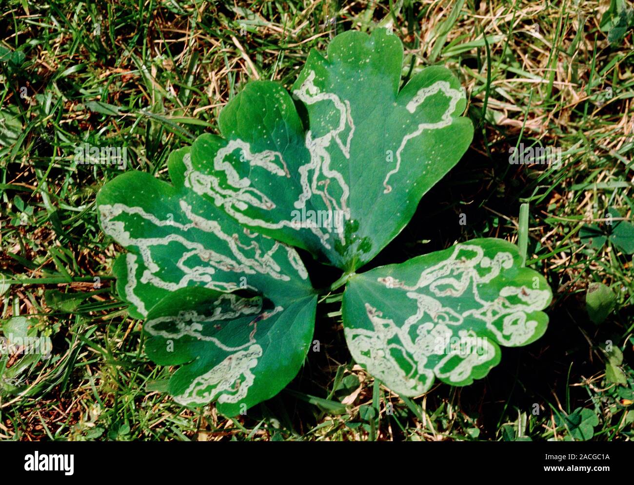 Leaf miner damage to an Aquilegia sp. plant. Leaf miners are insect ...