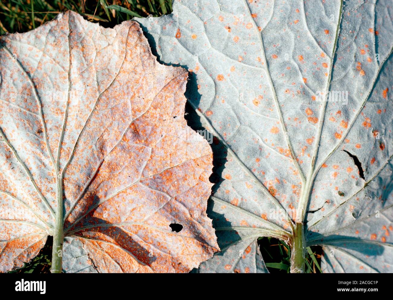 Plant rust infection. Coltsfoot (Tussilago farfara) leaves infected ...