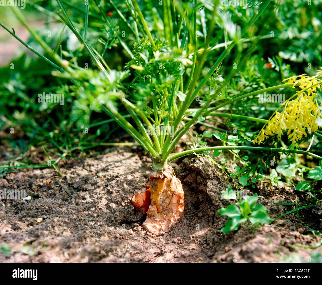 Rabbit damage. Carrot (Daucus carota) plant that has been damaged by ...