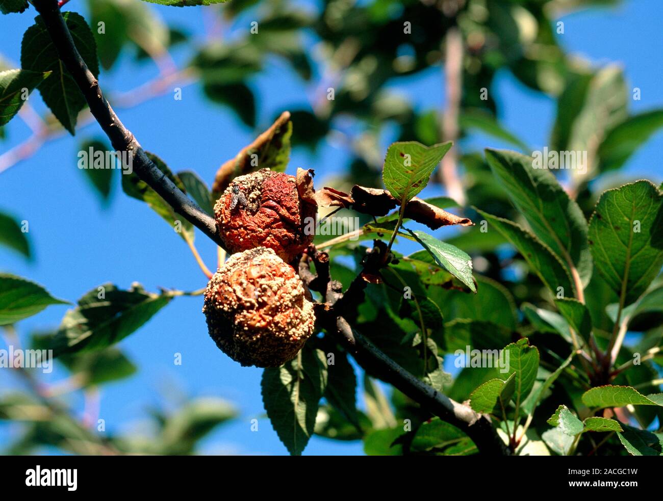 Brown rot on apples. Apples (Malus domestica) on a tree rotting as a ...