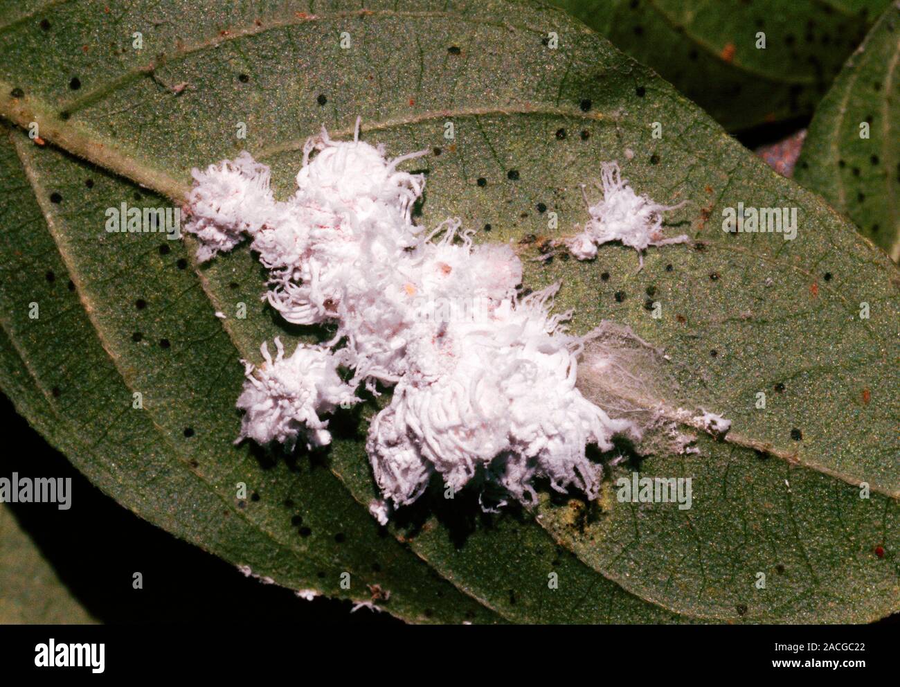 Mealy bugs on a leaf. Cluster of mealy bugs (Icerya aegyptica) on the ...