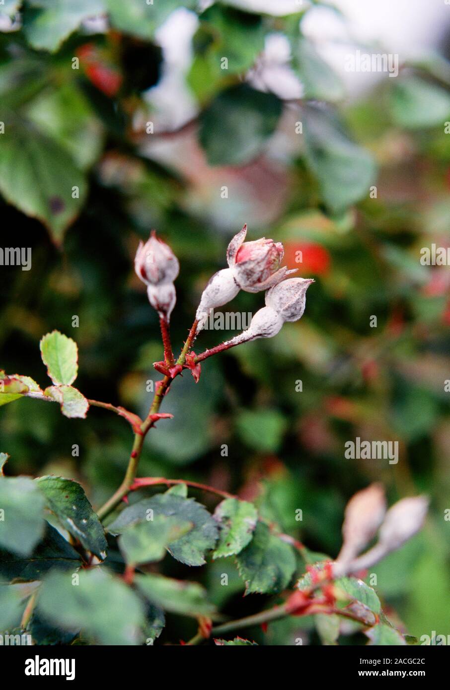 Powdery mildew on rose (Rosa sp.) buds. Powdery mildew is a disease ...