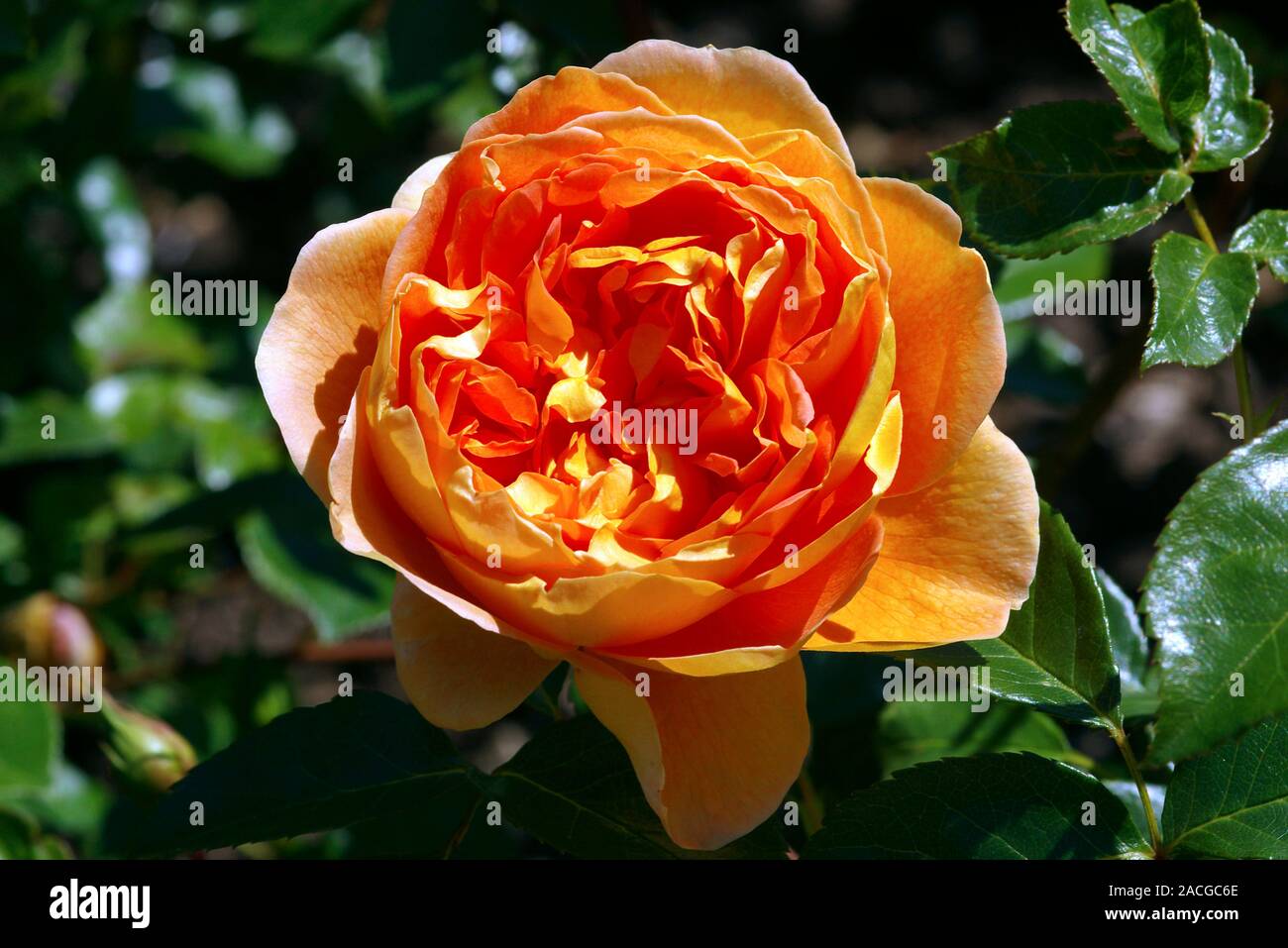 Rose (Rosa Pat Austin 'Ausmum') in the Summer Stock Photo - Alamy