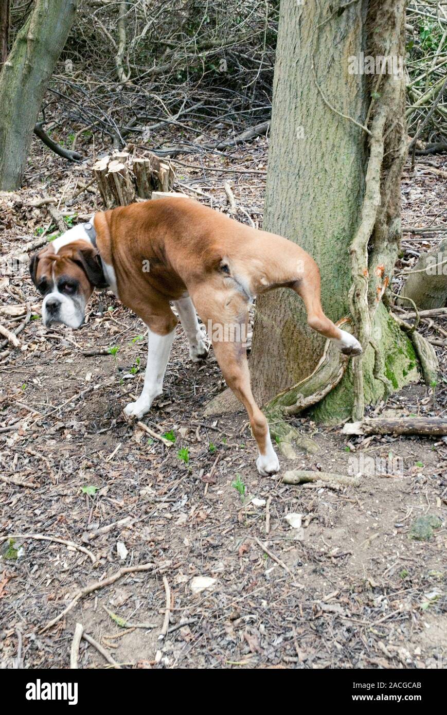 Boxer urinating against a tree. The boxer is a breed of domestic dog ...