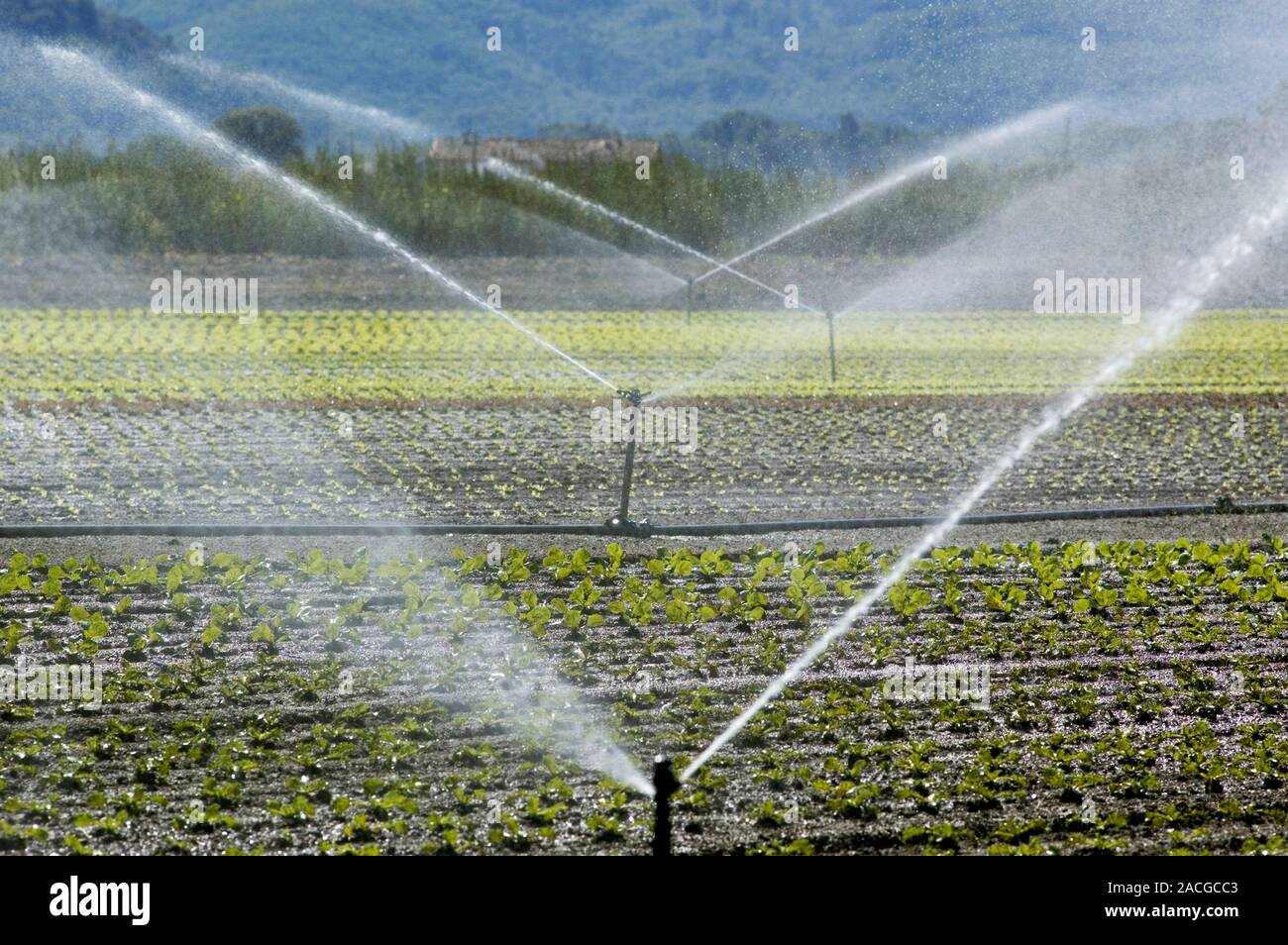 Agricultural irrigation. Sprinklers irrigating freshly planted lettuce ...
