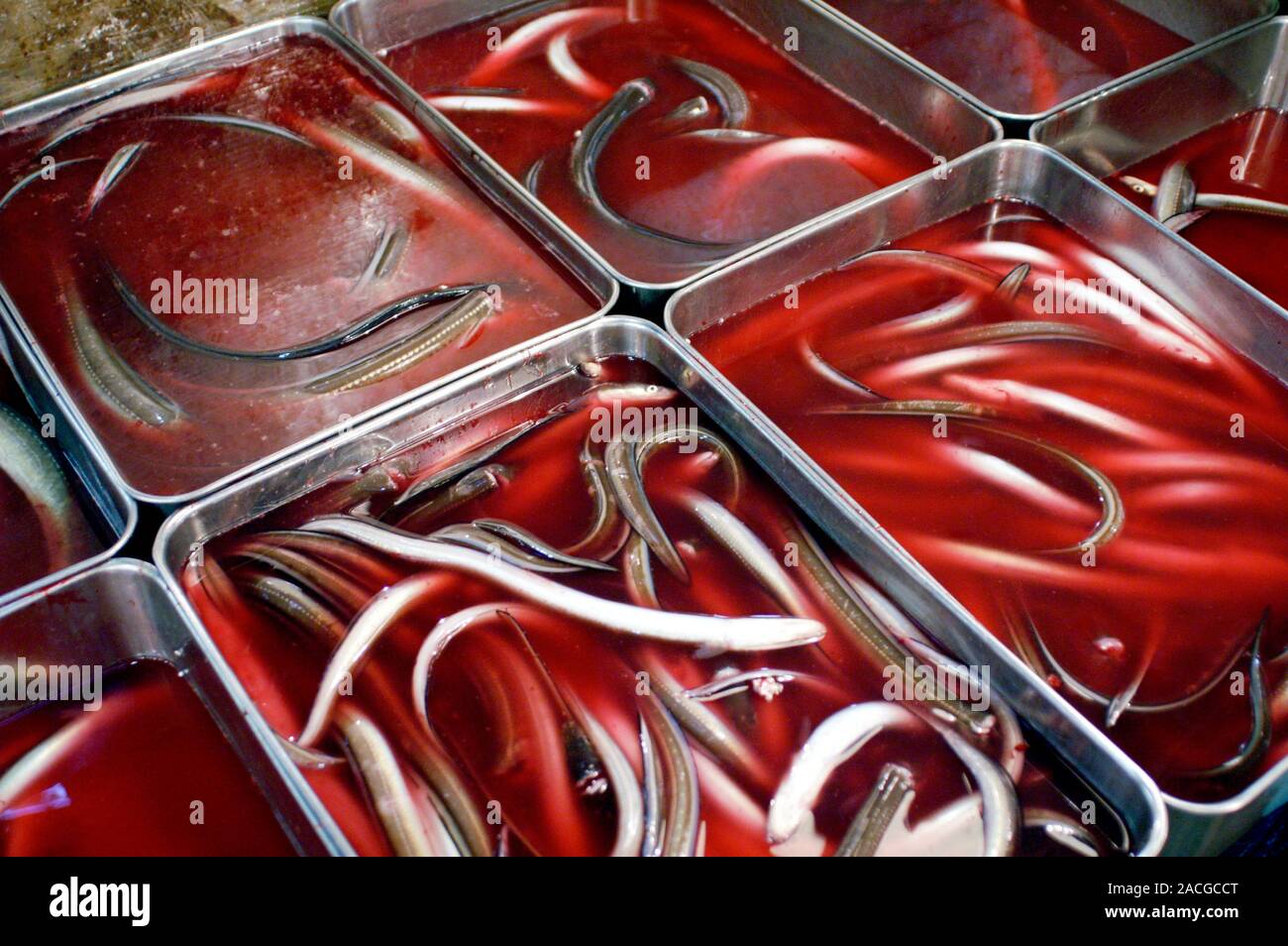 Tokyo fish market. Eels on sale at the market in Tsukiji, Tokyo, Japan ...