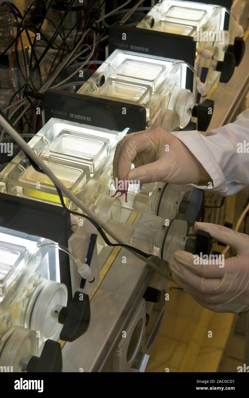 Pharmaceutical animal testing. Researcher placing a new-born mouse in a ...