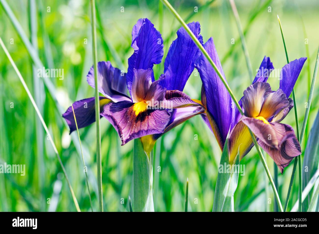 Two flowers of Iris 'Tiger's Eye' in May. Photographed in the UK Stock ...