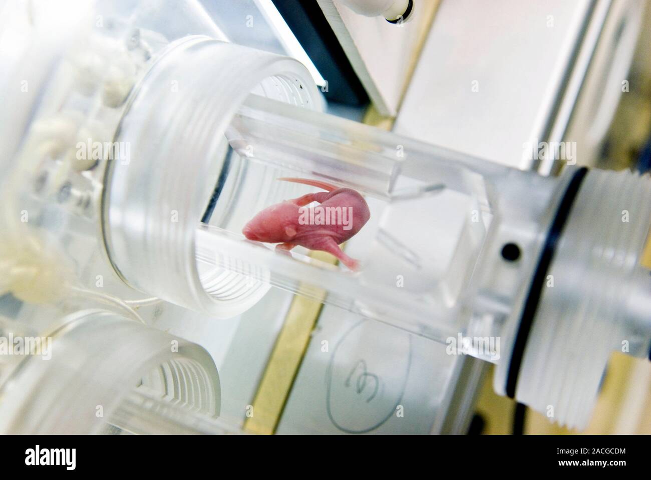 Pharmaceutical animal testing. Three-day-old mouse in a phenotyping ...