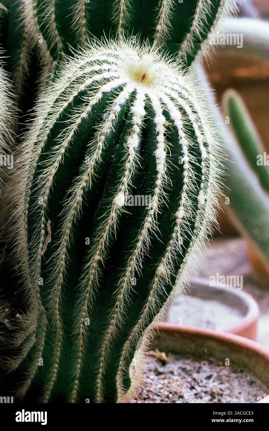 Foliage and spines of Echinops multiplex Stock Photo - Alamy