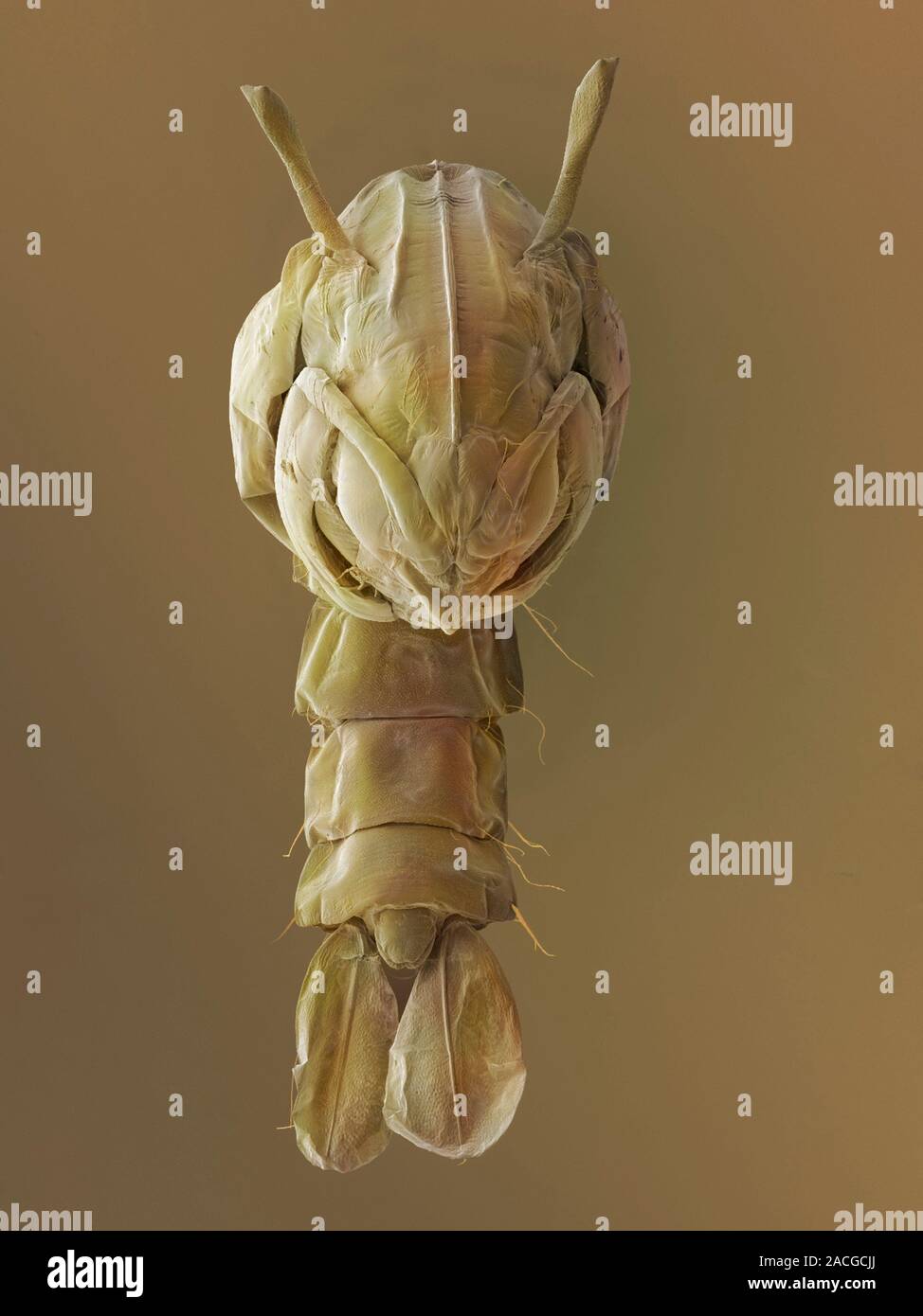 Mosquito pupa (Aedes punctor), coloured scanning electron micrograph (SEM). Magnification x31 at ...