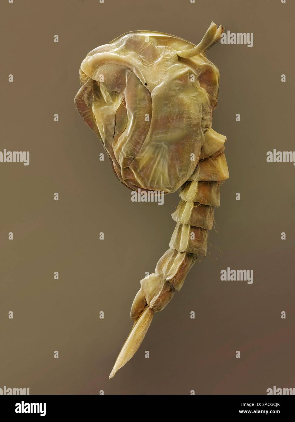 Mosquito pupa (Aedes punctor), coloured scanning electron micrograph ...