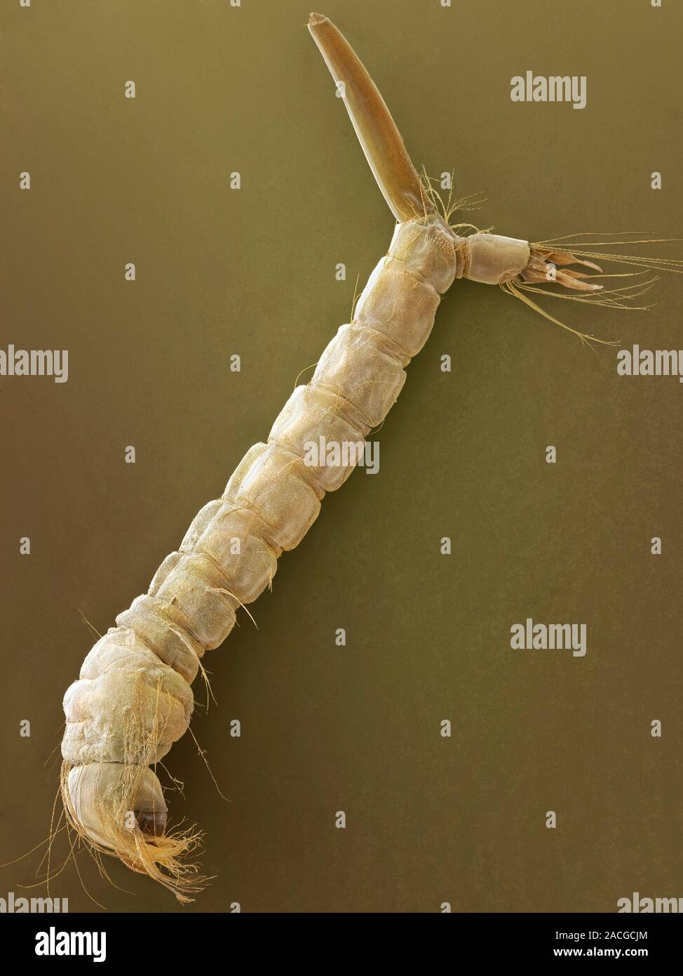 Mosquito larva (Aedes punctor), coloured scanning electron micrograph (SEM). Magnification x18 ...