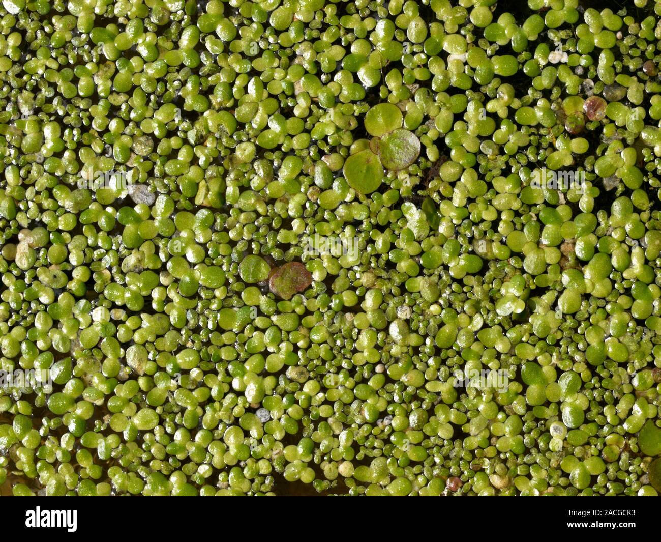 Three species of Duckweed floating at the edge of the River Stour in ...