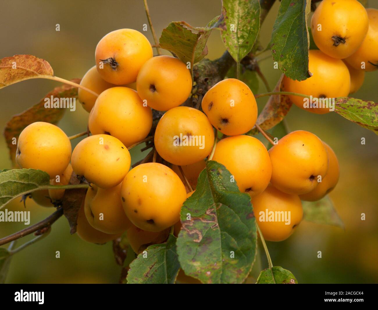 Crab Apple 'Golden Hornet' has distinctive small yellow apples. (Malus ...