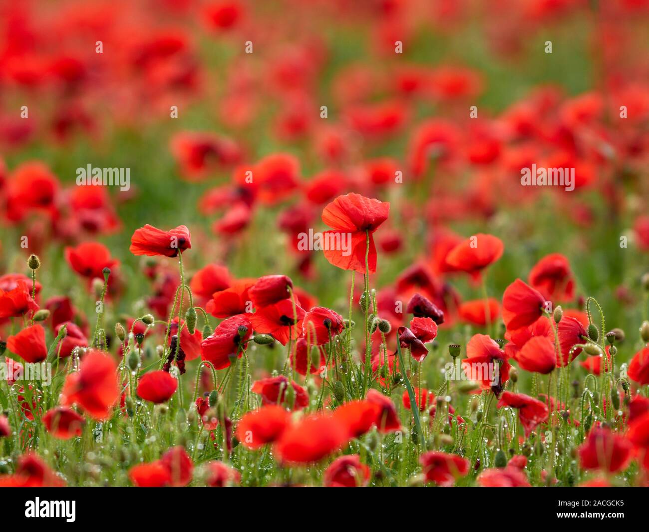 Red flowers of Common Poppy (Papaver rhoeas) also known as Field Poppy ...