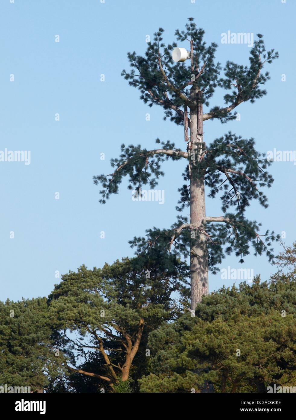 Communication mast designed to resemble a pine tree. Photographed near ...