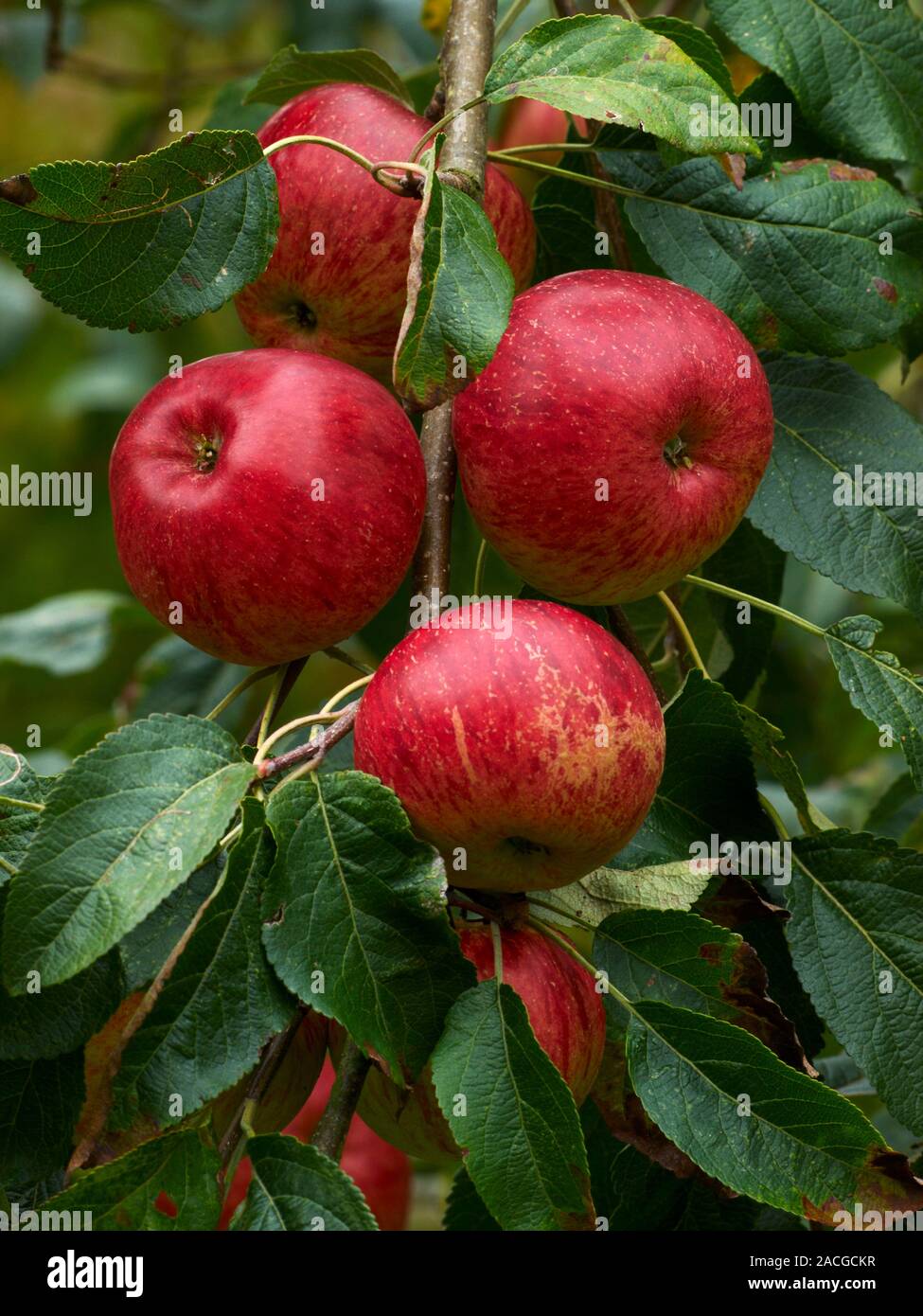 Traditional second early English eating apple Laxton's Fortune. Apples ...