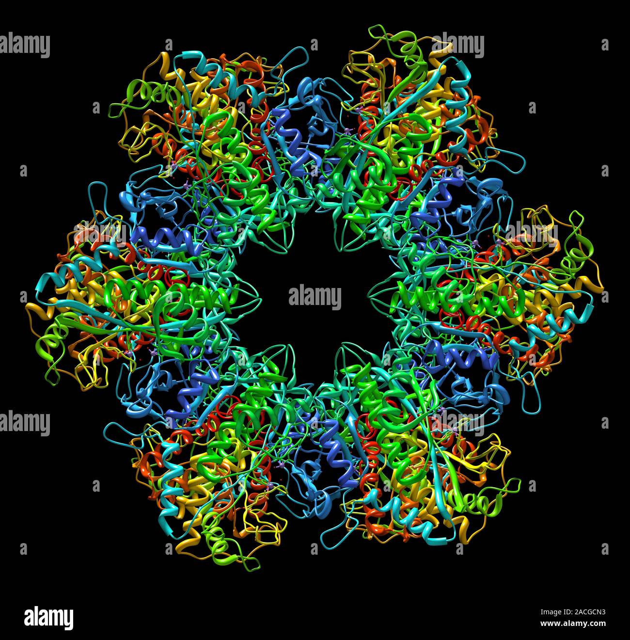 Glutamine synthetase enzyme. Computer artwork of a molecule of ...