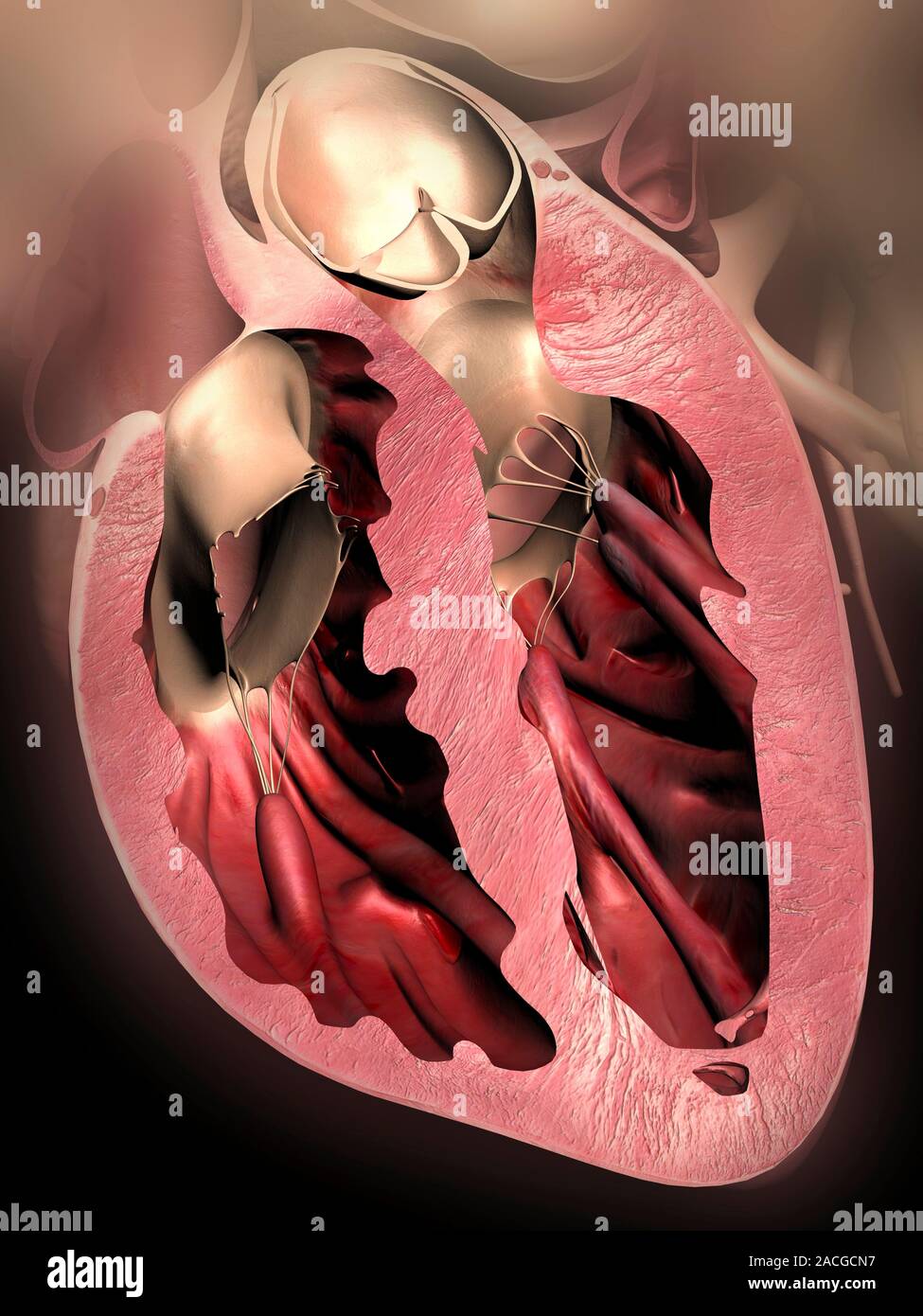 Computer artwork of an anterior cut through the heart, showing interior ...