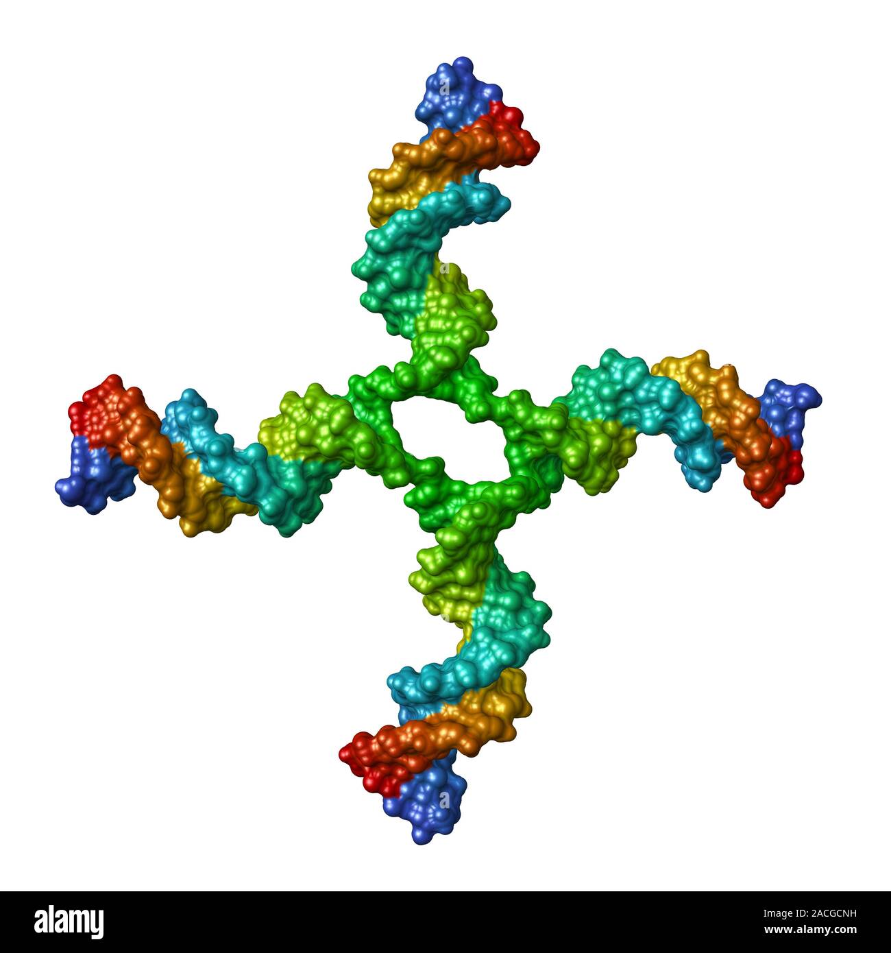 DNA Holliday junction. Molecular model of a Holliday junction (centre ...