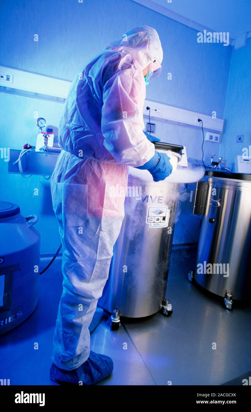 Stem cell storage. Researcher removing stem cells from cryostorage. The ...