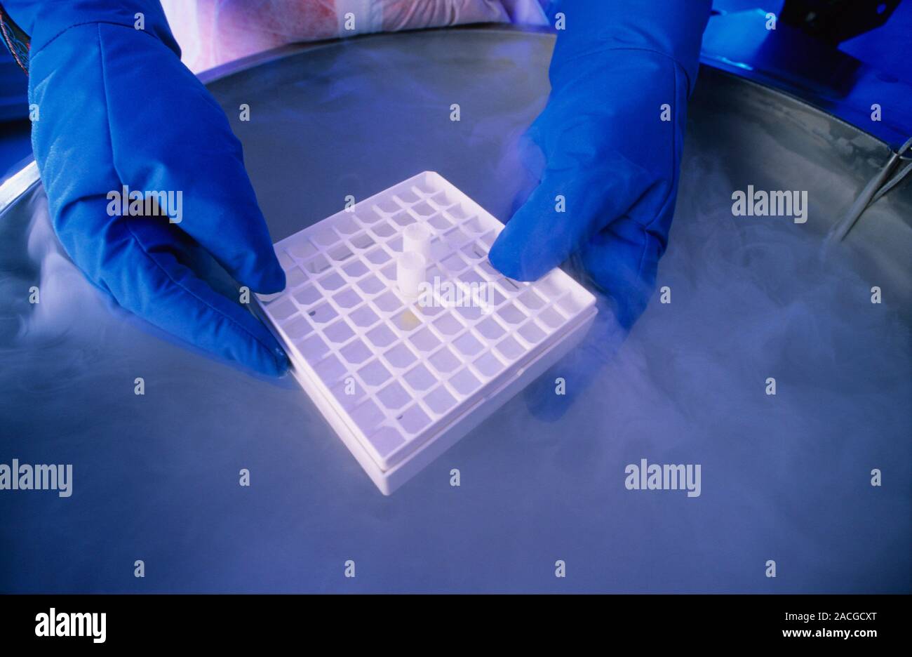 Stem cell storage. Researcher removing phials containing stem cells ...