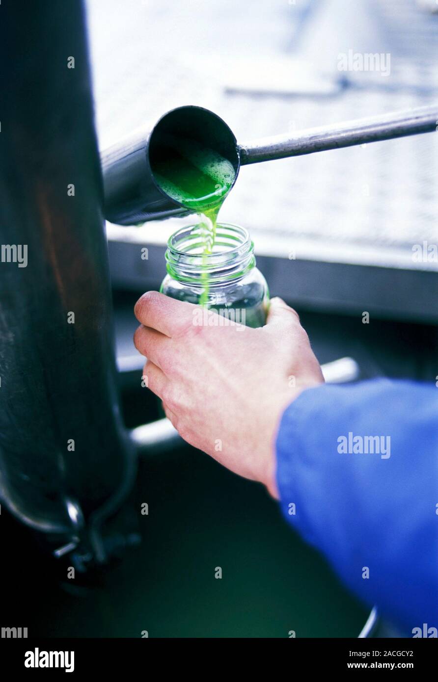 Oil refinery. Technician sampling a petroleum product from the tank of ...