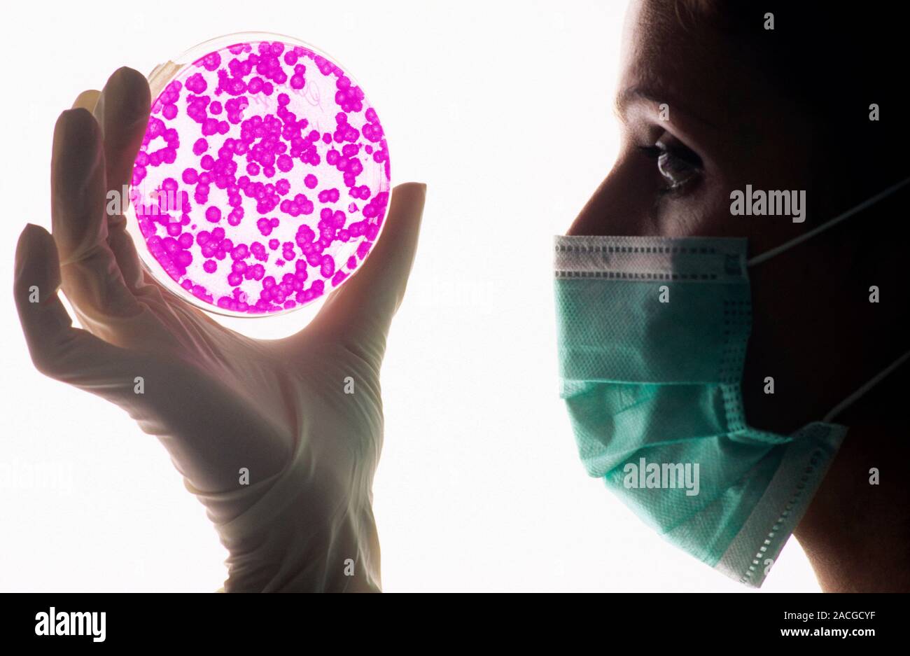 Stem cell research. Researcher checking a culture of stem cells growing ...