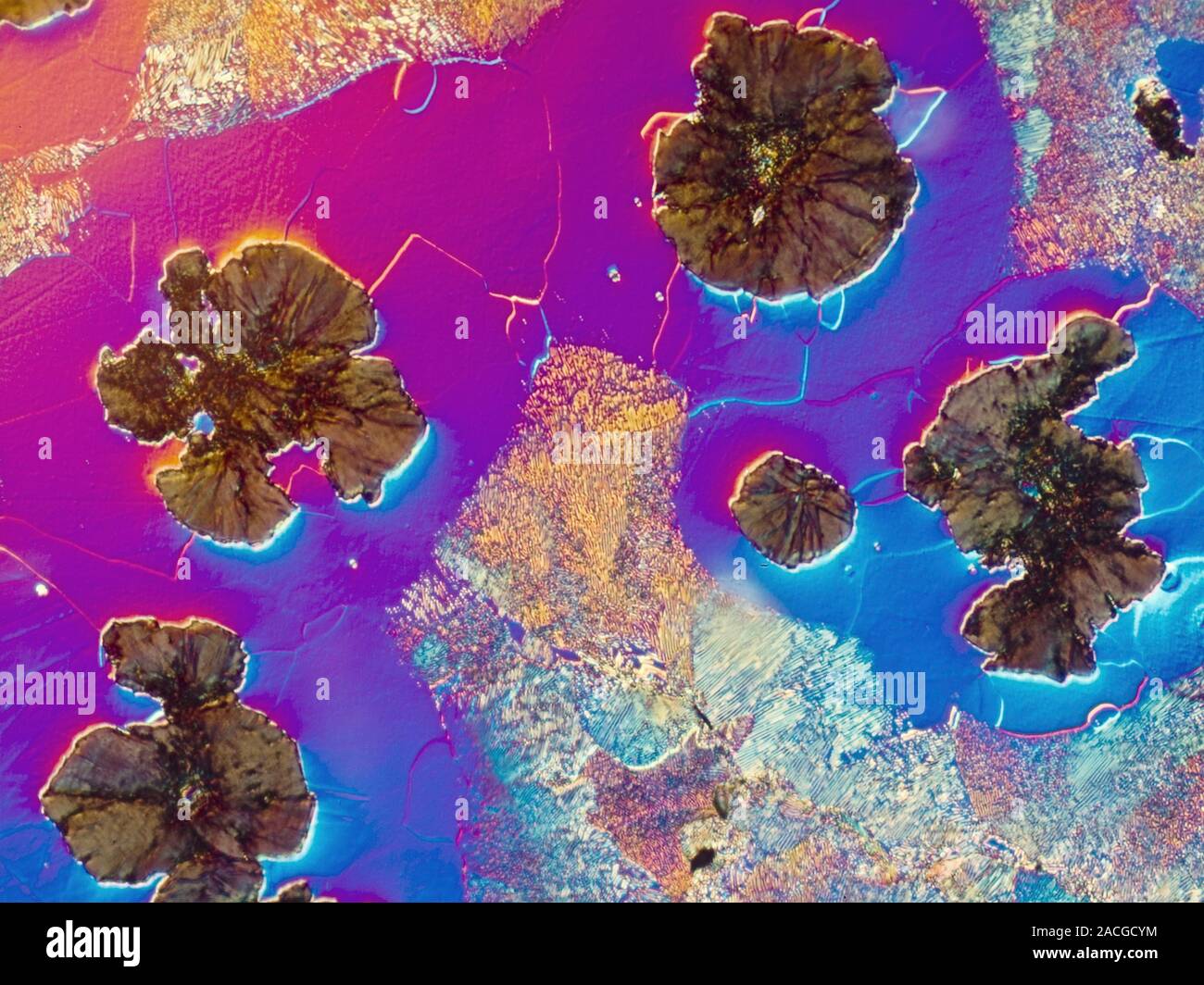 Light micrograph of cast iron using differential interference contrast ...