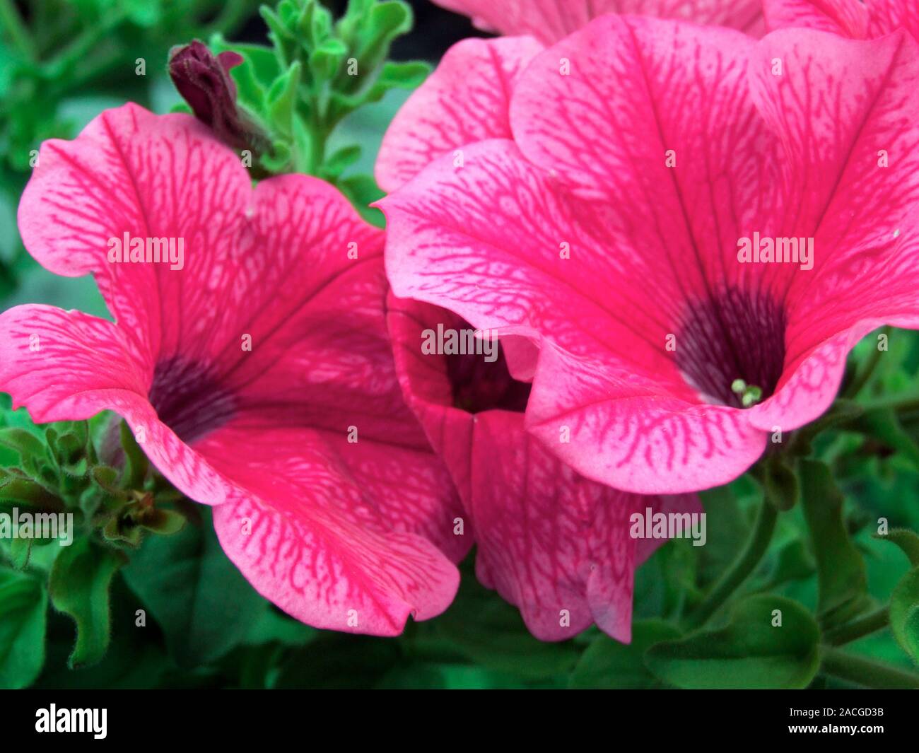 Petunia 'Crazy Pink' flowers Stock Photo - Alamy
