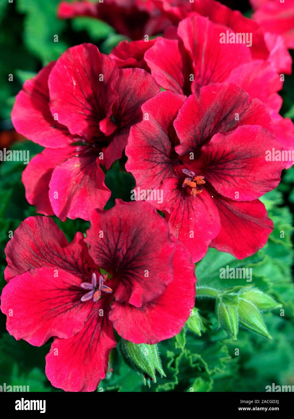 Regal Geranium (Pelargonium) flowers Stock Photo - Alamy