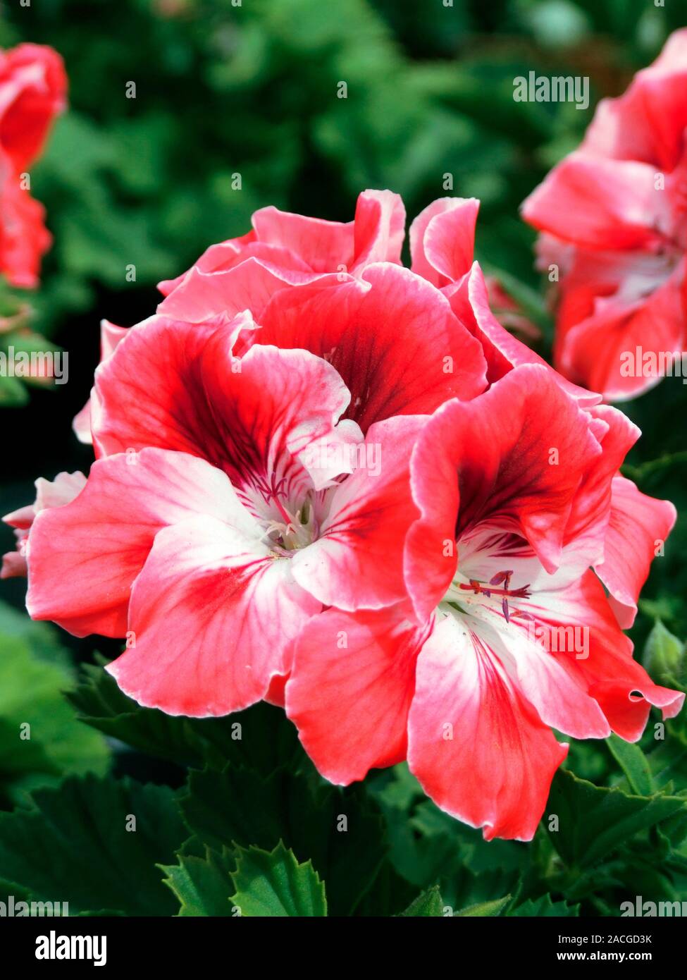 Regal Geranium (Pelargonium 'Manderin') flowers Stock Photo - Alamy