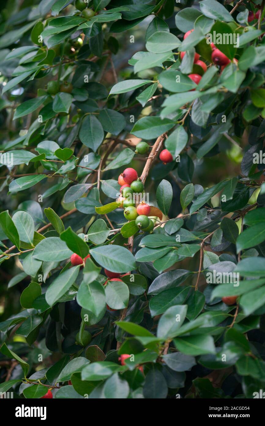 Strawberry Guava (Psidium catteyanum) fruits Stock Photo - Alamy