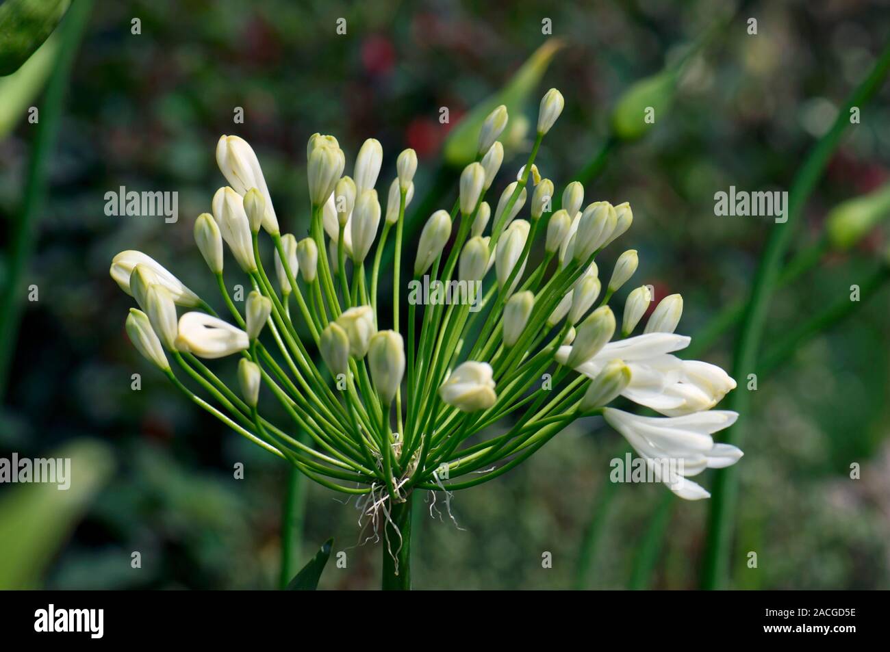 African Lily (Agapanthus africanus 'Albus') flower opening Stock Photo ...