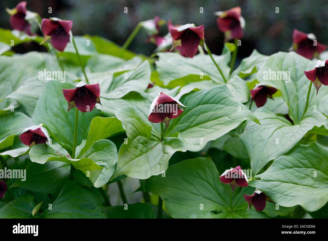 Wood Lily (Trillium sulcatum) flowers Stock Photo - Alamy