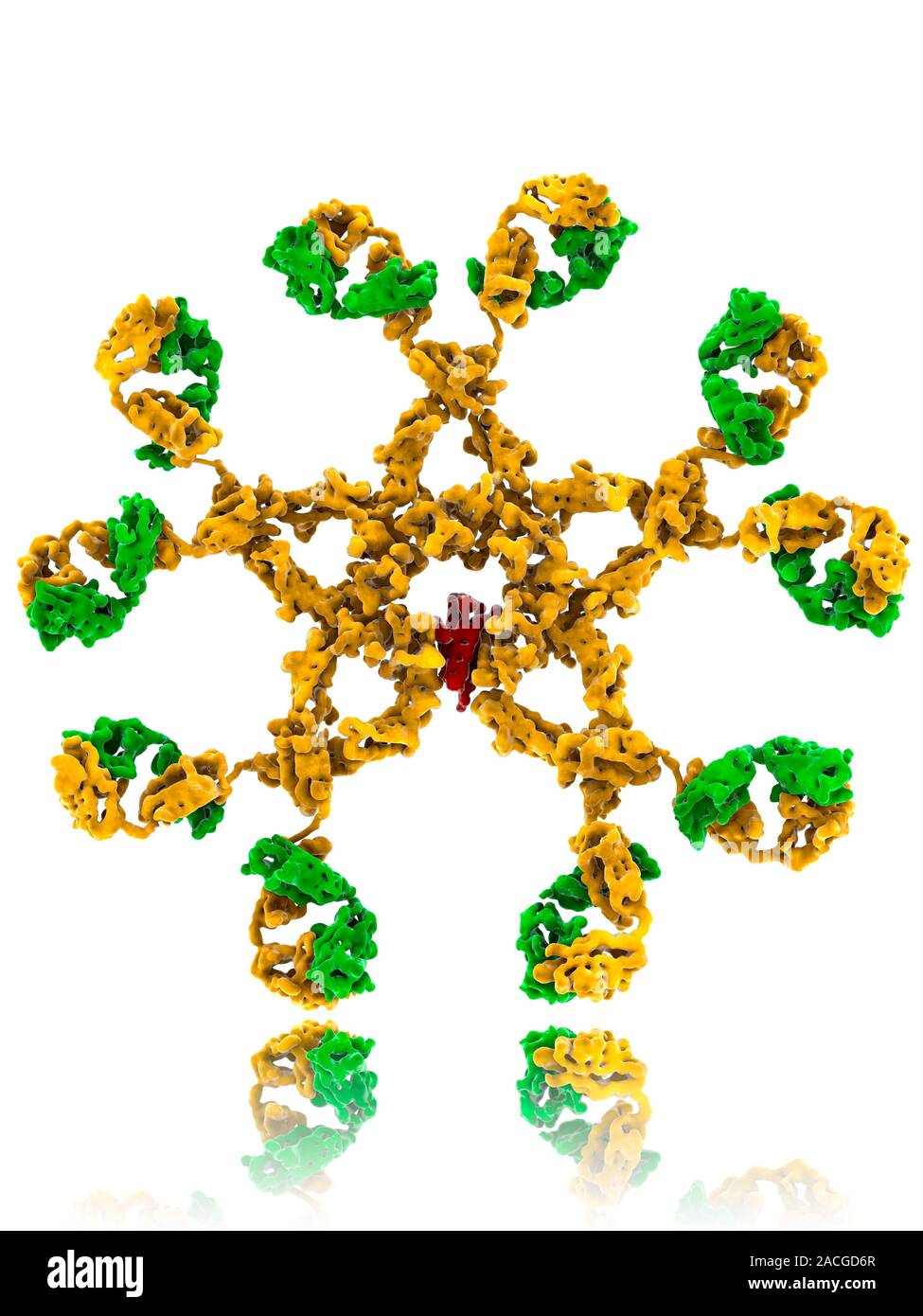 Immunoglobulin pentamer, molecular model. Immunoglobulin (Ig) proteins ...