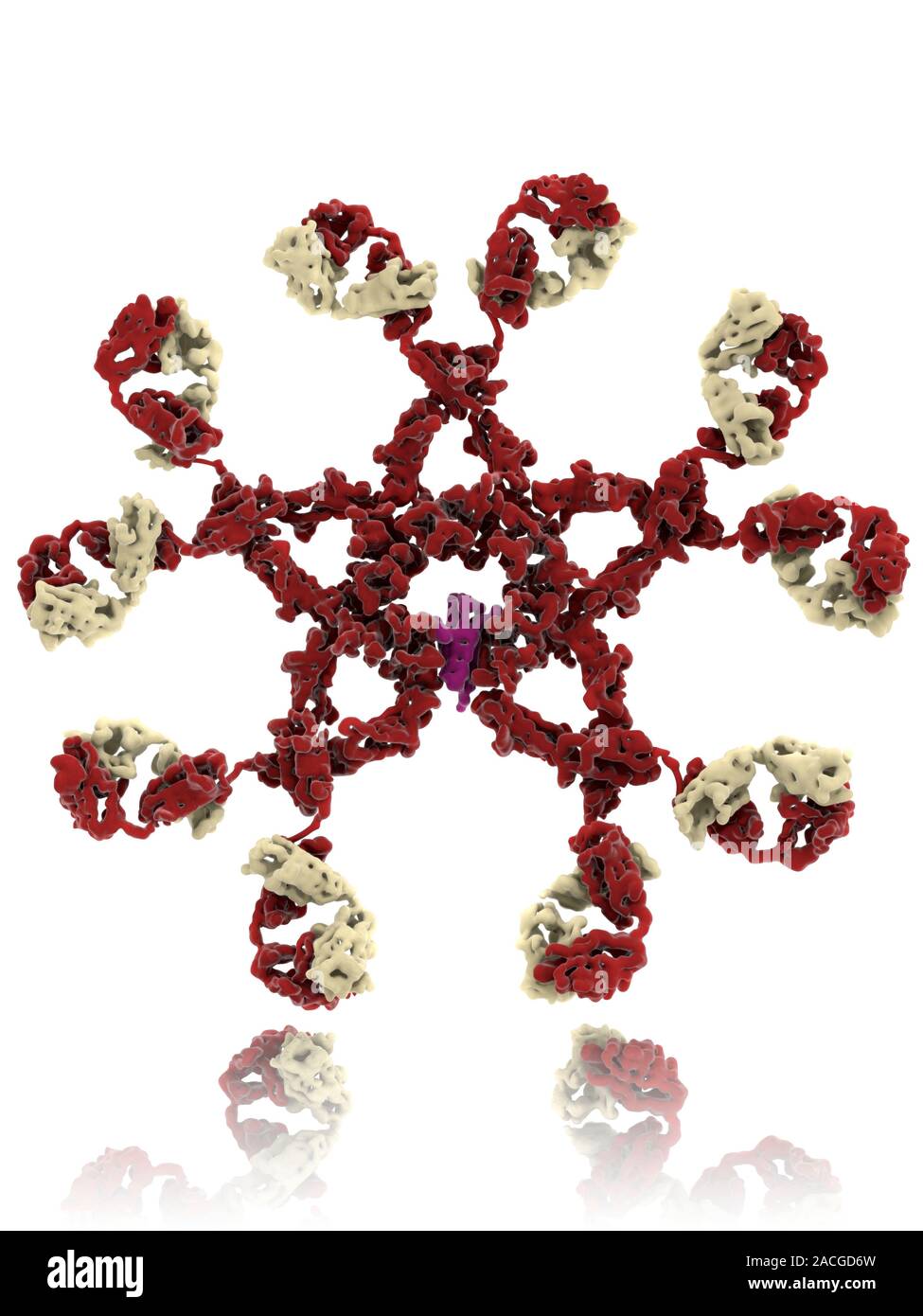 Immunoglobulin pentamer, molecular model. Immunoglobulin (Ig) proteins ...