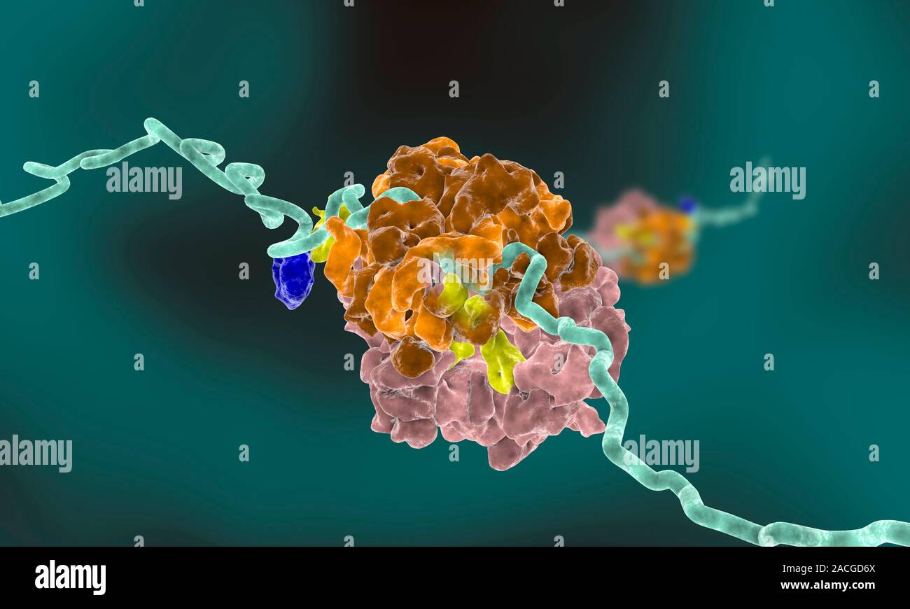 Ribosome protein production, artwork. Ribosomes are cellular ...