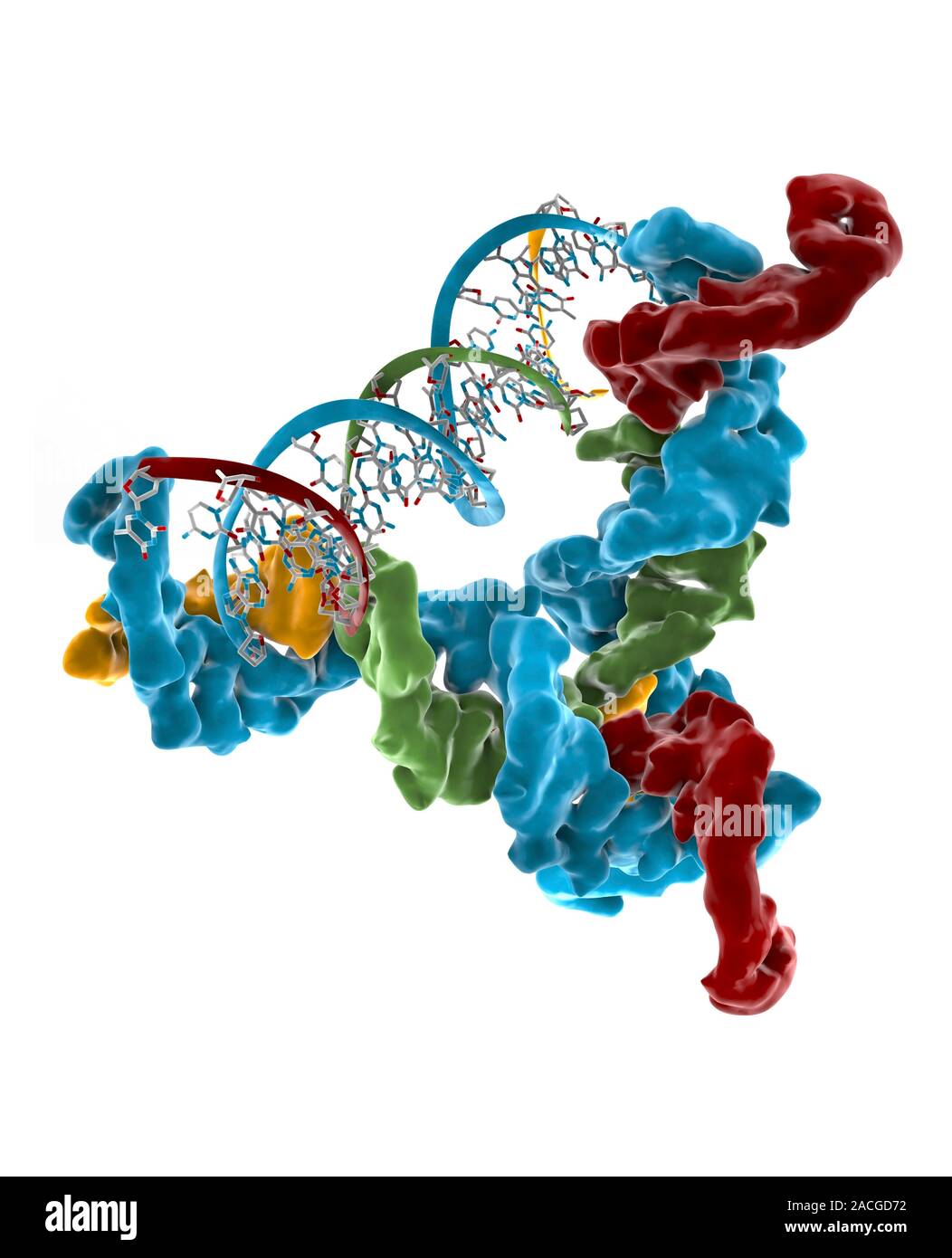 Nanoscale DNA brick, molecular model. This triangular unit consists of ...