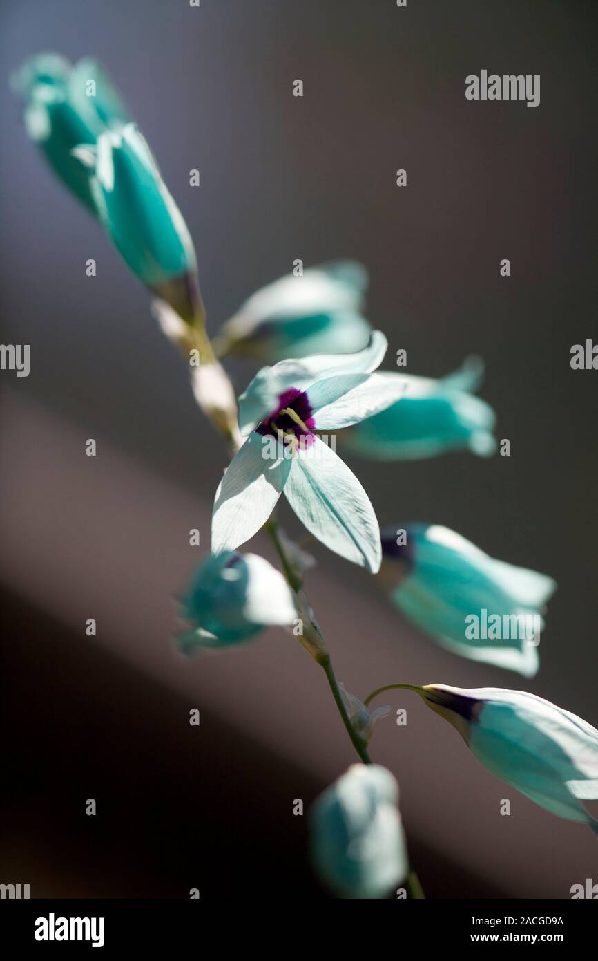 Turquoise Ixia (Ixia viridiflora) flowers Stock Photo - Alamy